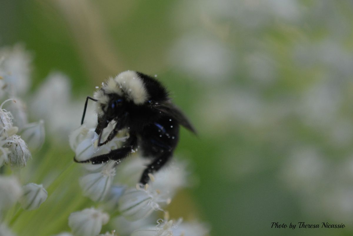 Snow_Bee_1200 | YUM Food for Living